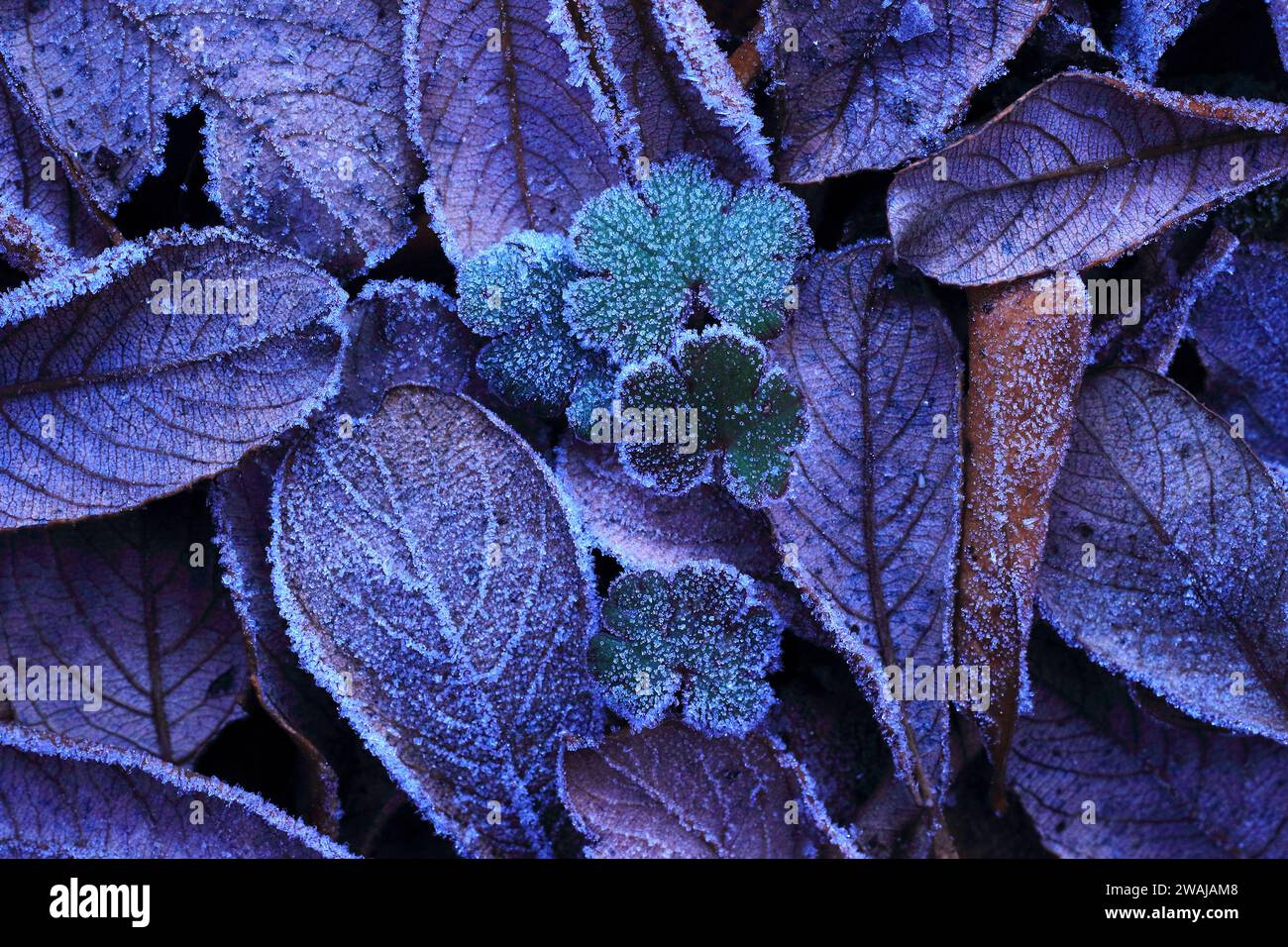 A close-up view of leaves covered in frost, showcasing a blend of icy ...