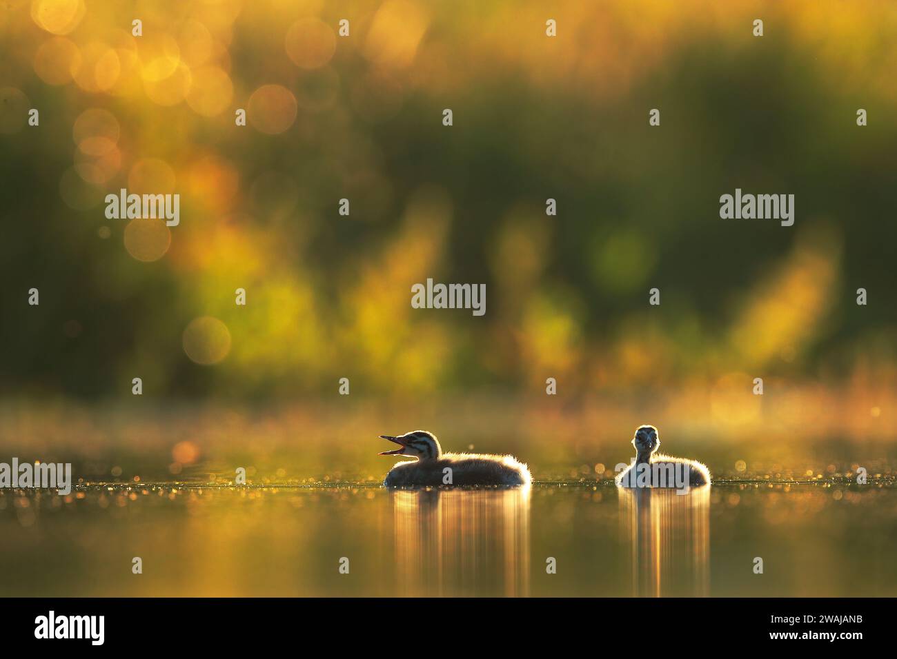 Golden floating bokeh light shimmering hi-res stock photography and ...