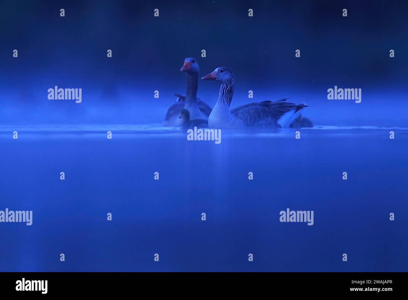 A group of common geese emerges through the ethereal mist on the water ...