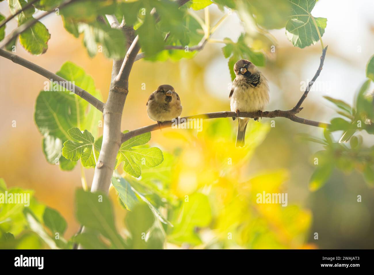 Two house sparrows sit side by side on a branch against a soft, sunlit ...