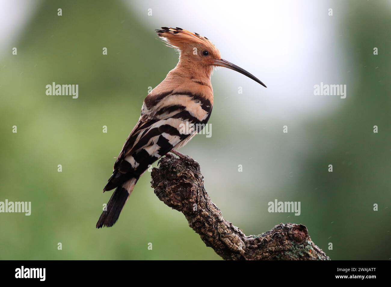 Side view of hoopoe proudly sits atop a twisted branch showcasing its ...