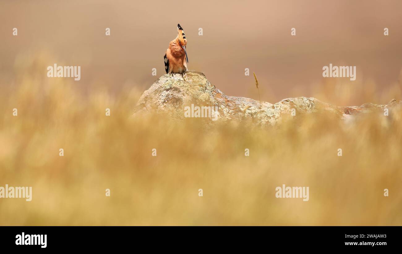 A hoopoe perches alertly on a rock among a field of tall sunlit grasses ...
