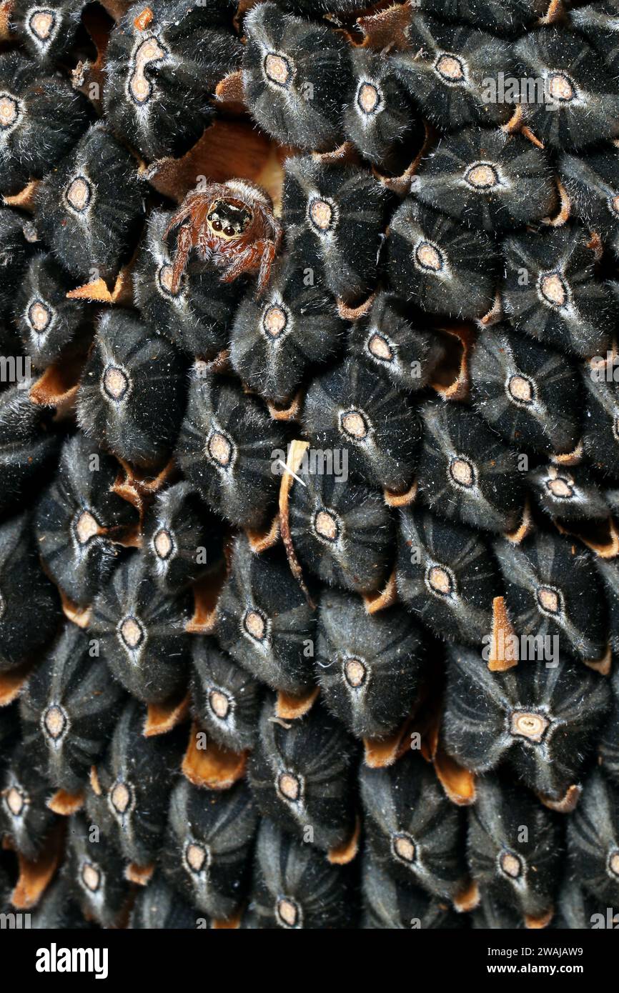 Small jumping spider prominent hi-res stock photography and images - Alamy