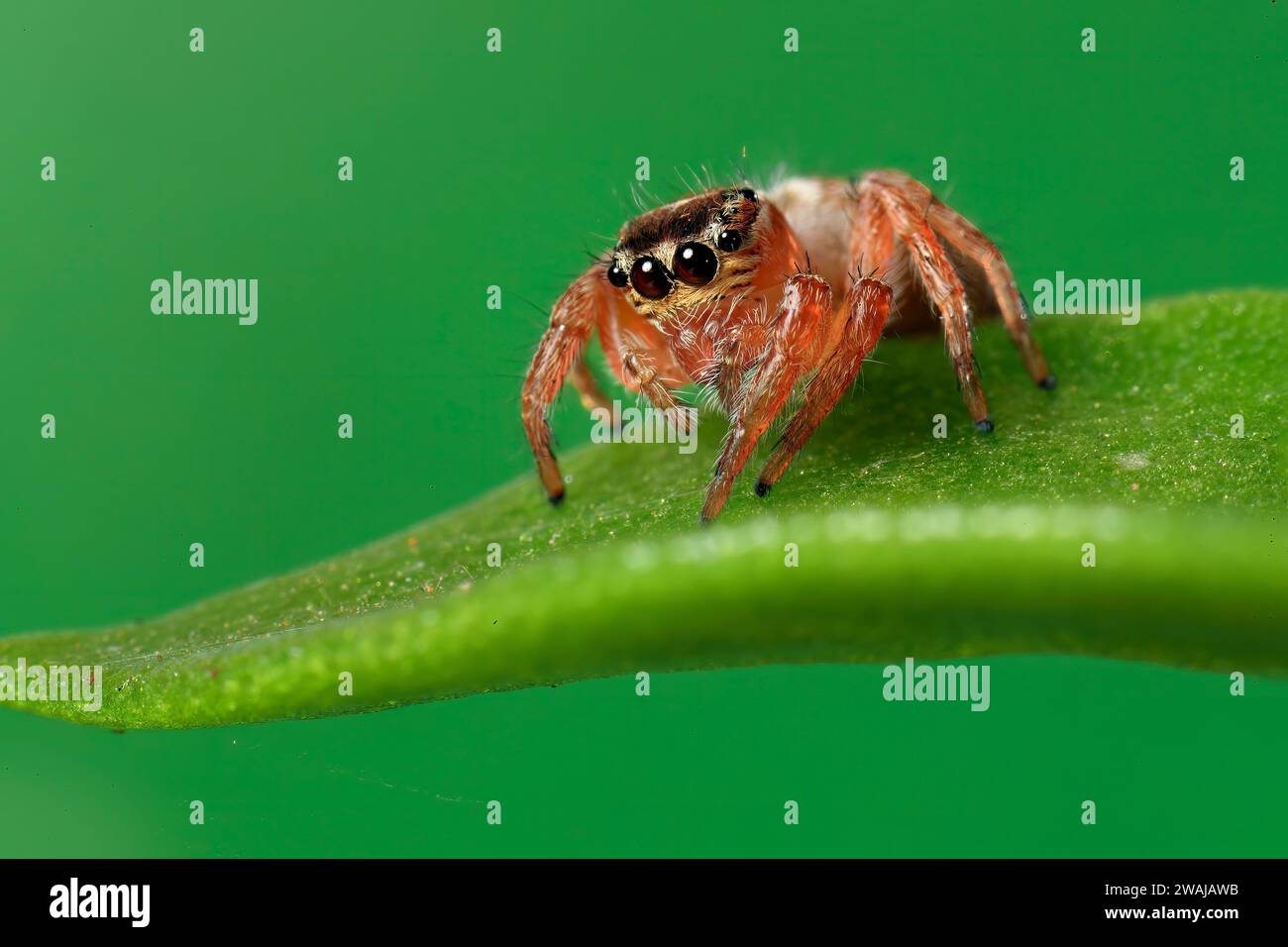Vivid macro shot of a jumping spider on a green leaf with water ...