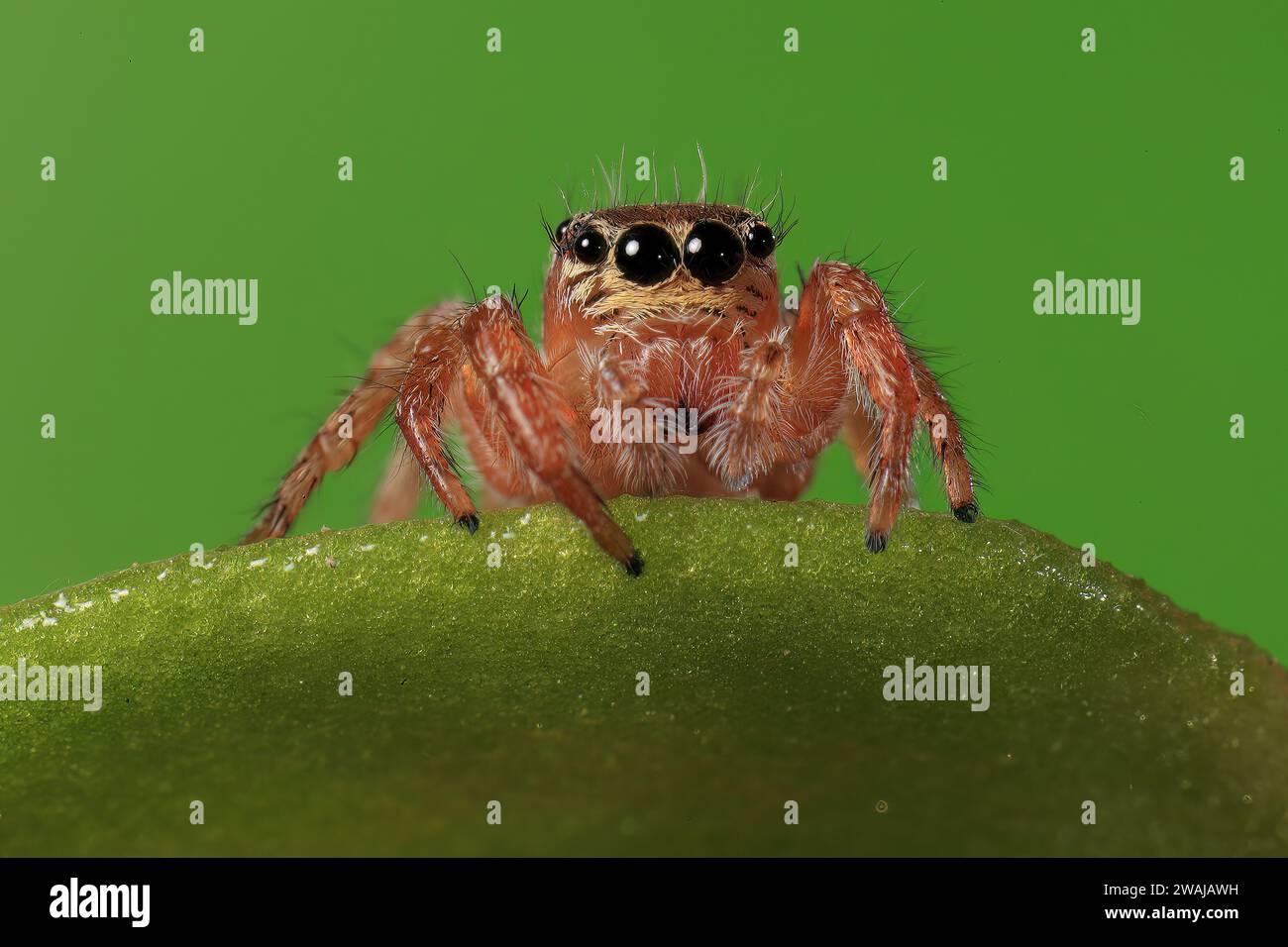 Vivid macro shot of a jumping spider on a green leaf with water ...