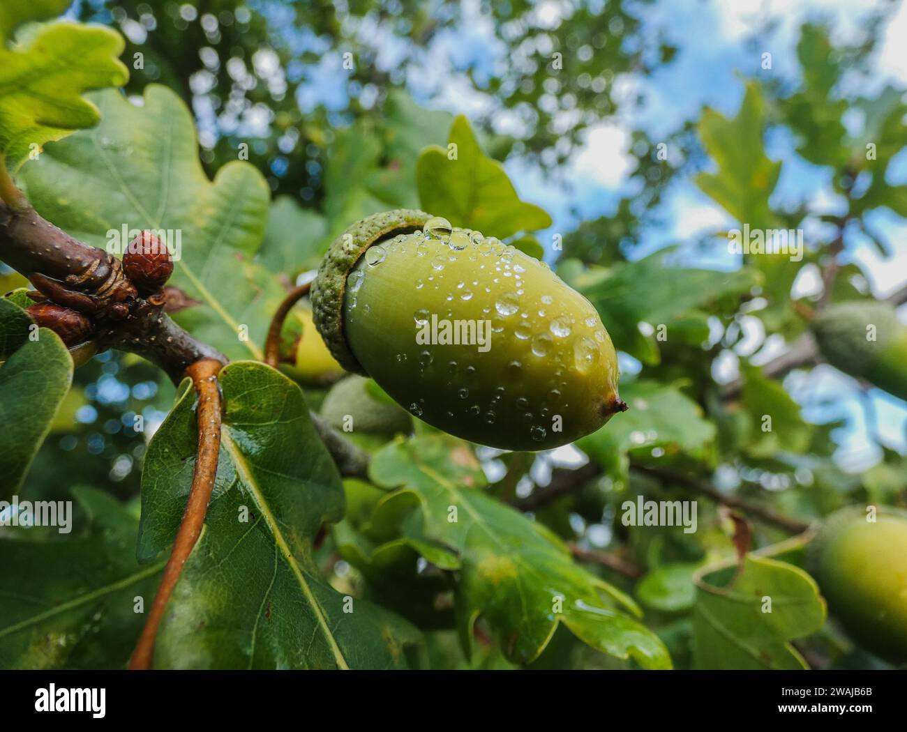 A close-up photo of a green acorn growing from a branch amidst oak ...