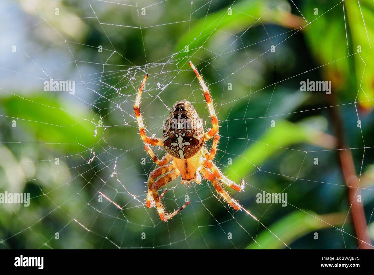 A vivid close-up shot capturing a detailed spider as it rests on its ...