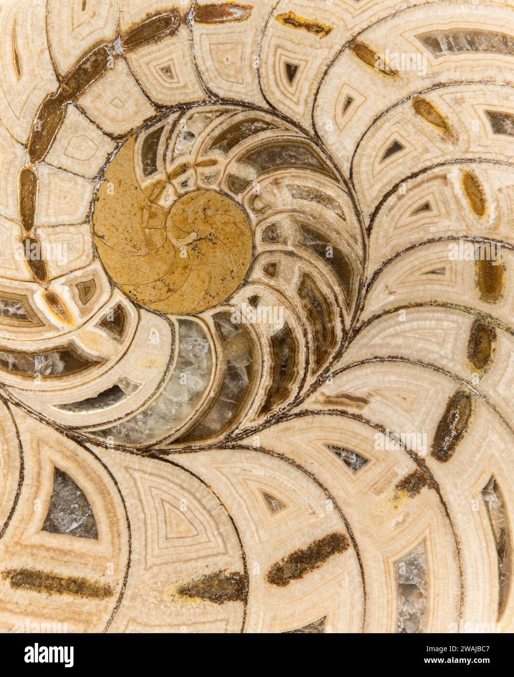 Inner surface of a cut and polished nautilus fossil (Cymatoceras sp ...