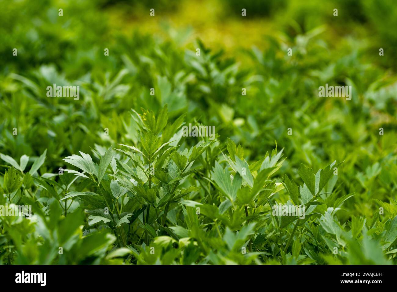 A scenic view of green plants growing in a greenhouse Stock Photo - Alamy