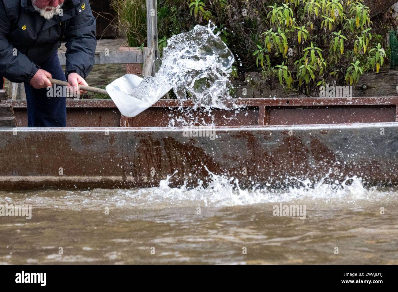 Bamberg, Germany. 05th Jan, 2024. A resident at the fishery in Bamberg ...