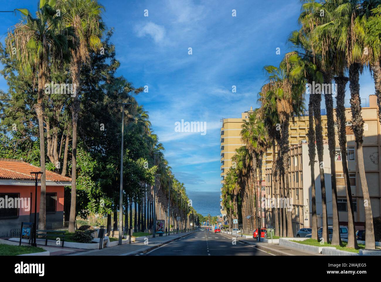 Beautiful avenue palm trees hi-res stock photography and images - Alamy