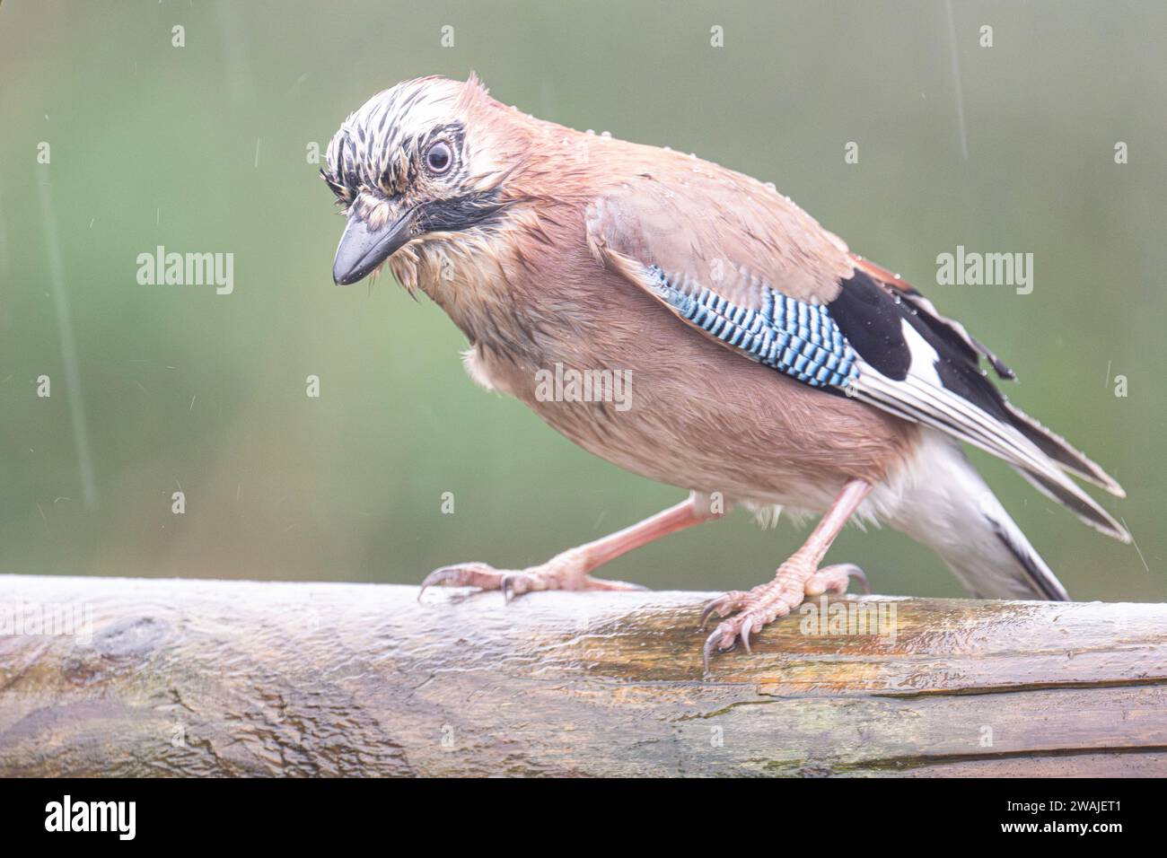 Jay birds from the crow famil hi-res stock photography and images - Alamy