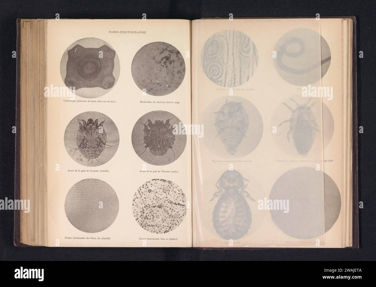 Paper under microscope hi-res stock photography and images - Alamy