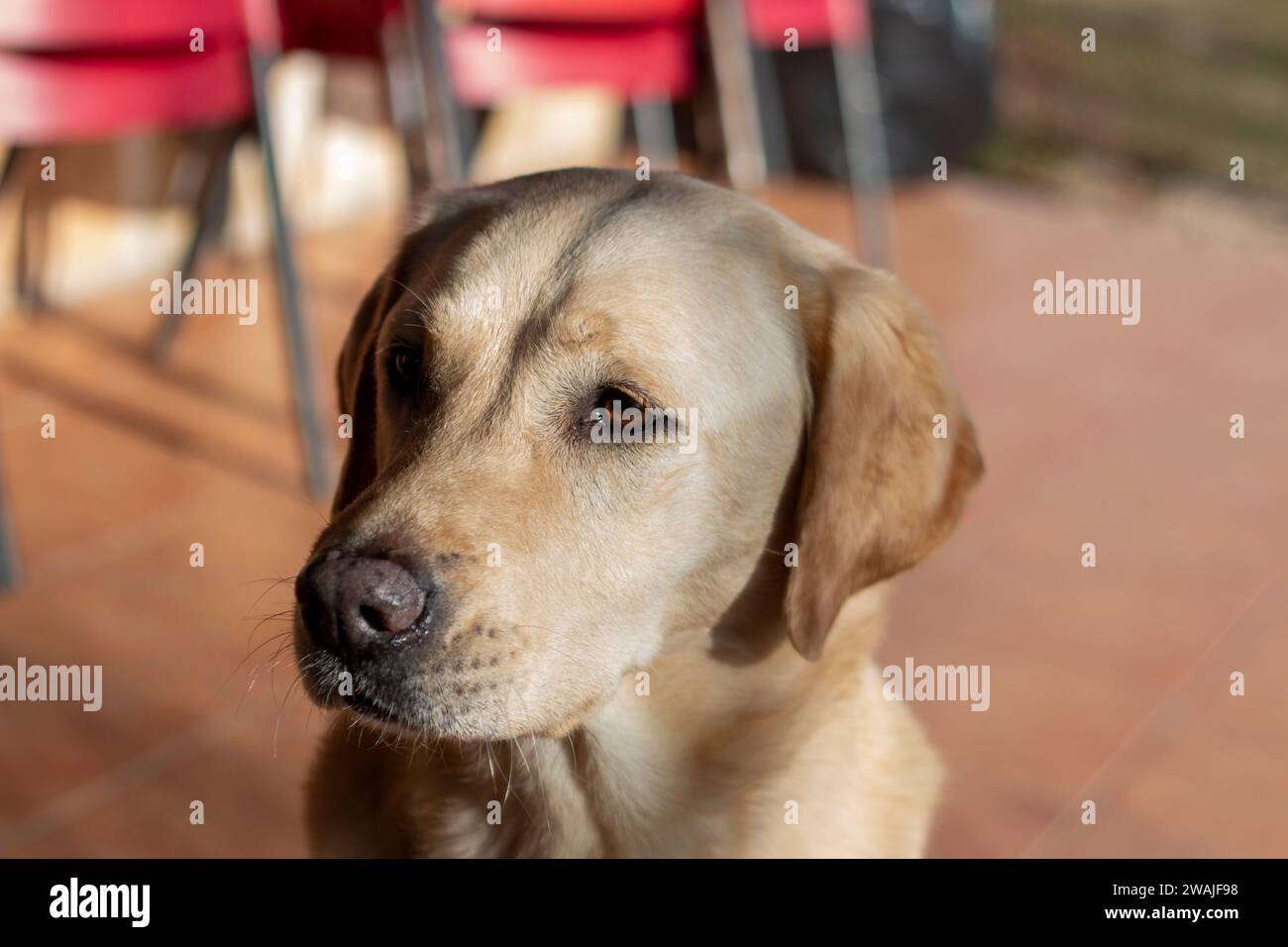Dog portraits, in this case a Labrador breed, another a hound or an ...