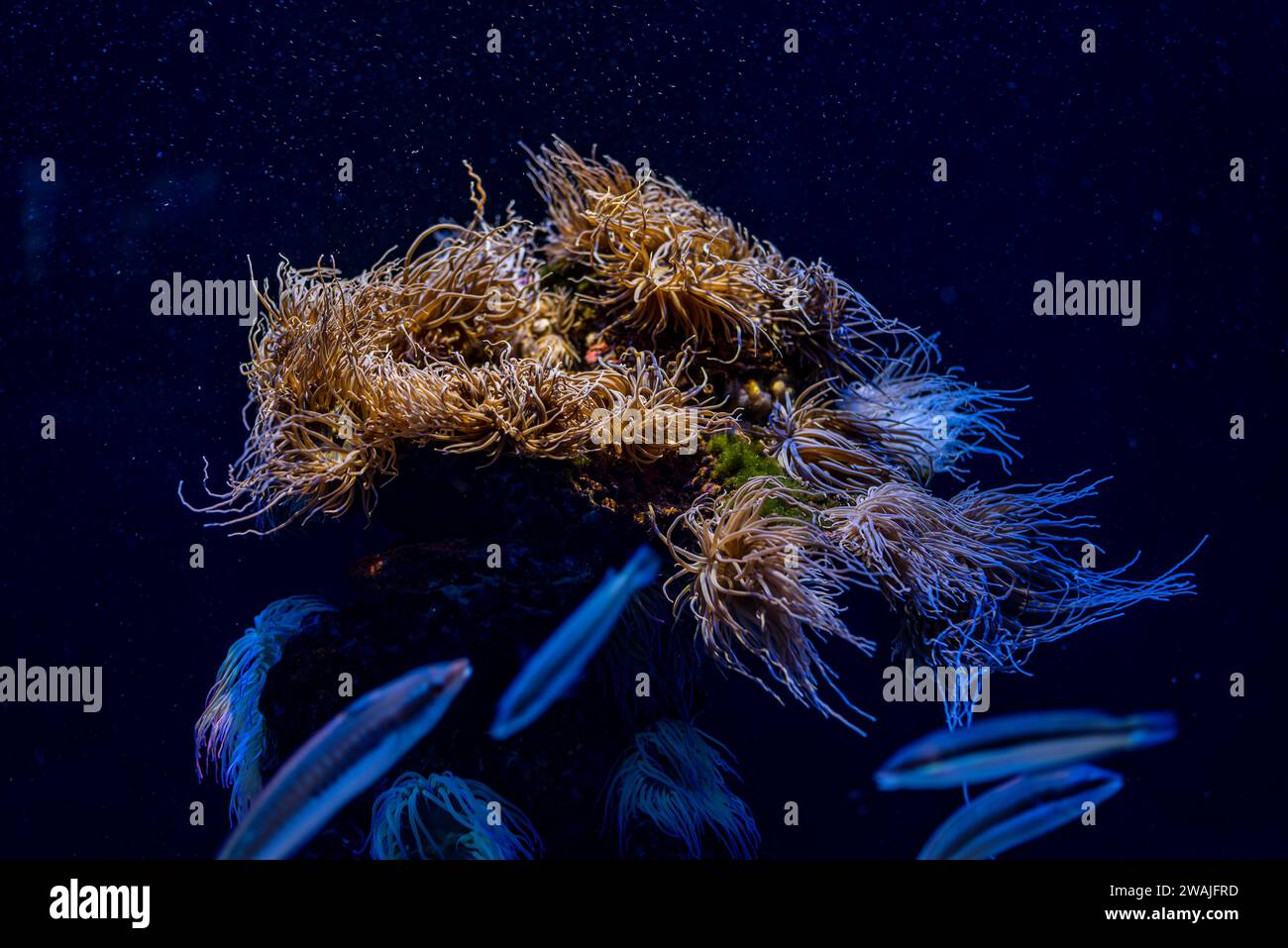 Catedral de santa maria de palma de mallorca interior hi-res stock ...