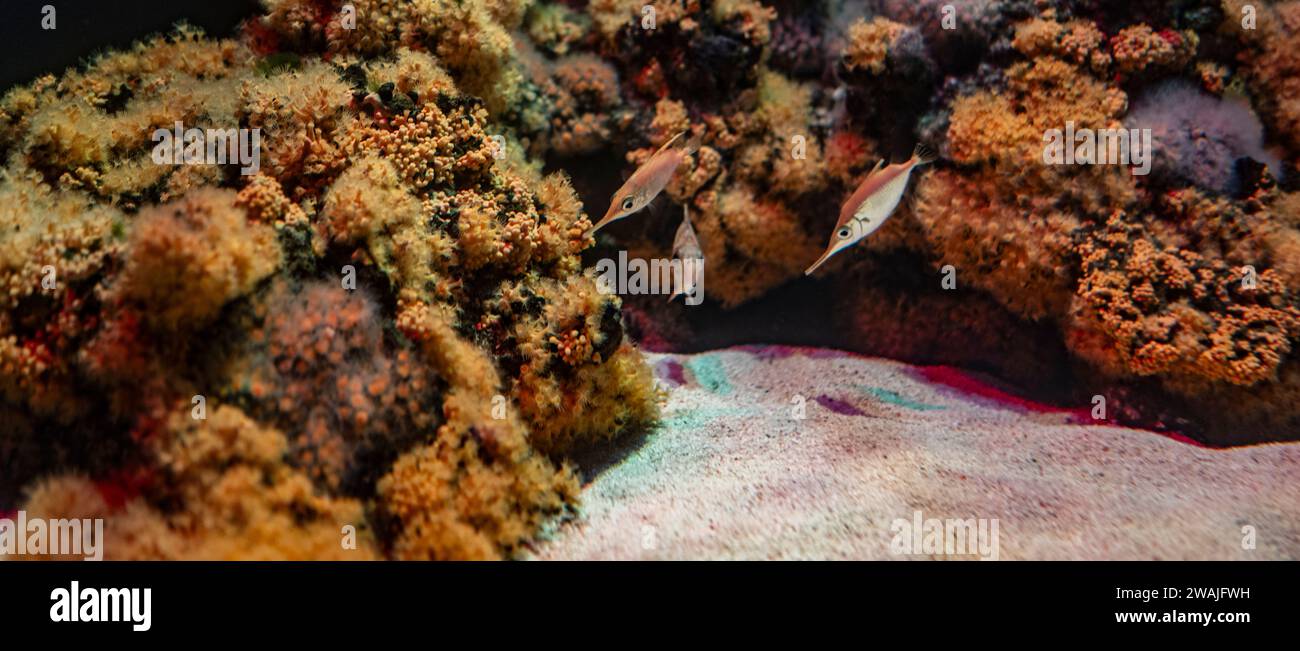 Catedral de santa maria de palma de mallorca interior hi-res stock ...