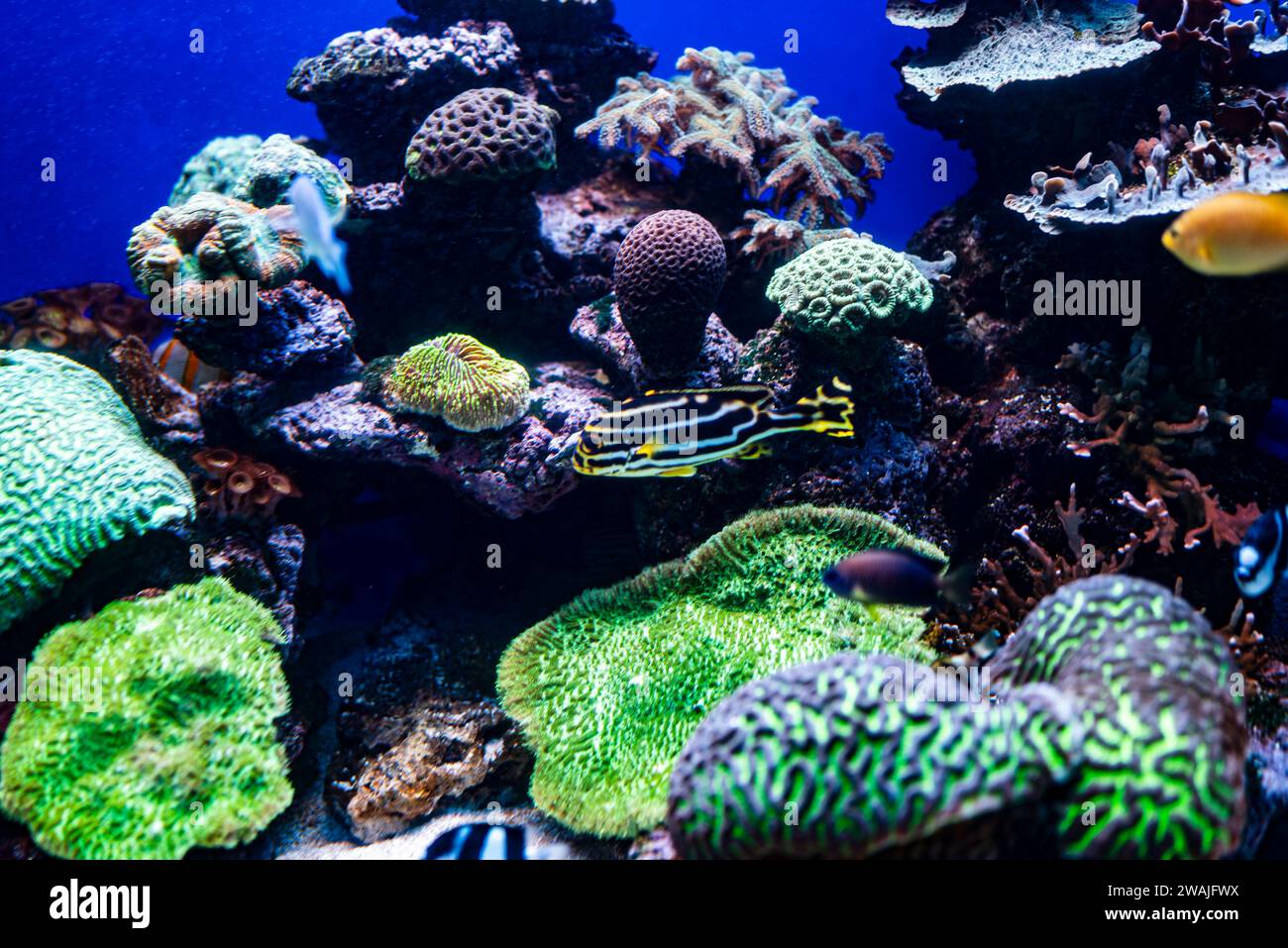 Catedral de santa maria de palma de mallorca interior hi-res stock ...