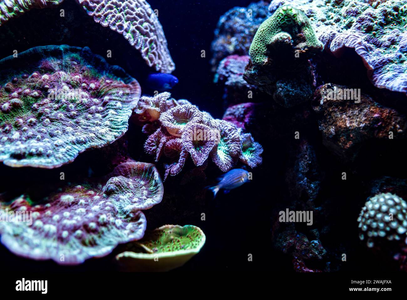 Mallorca coastal scenery hi-res stock photography and images - Alamy