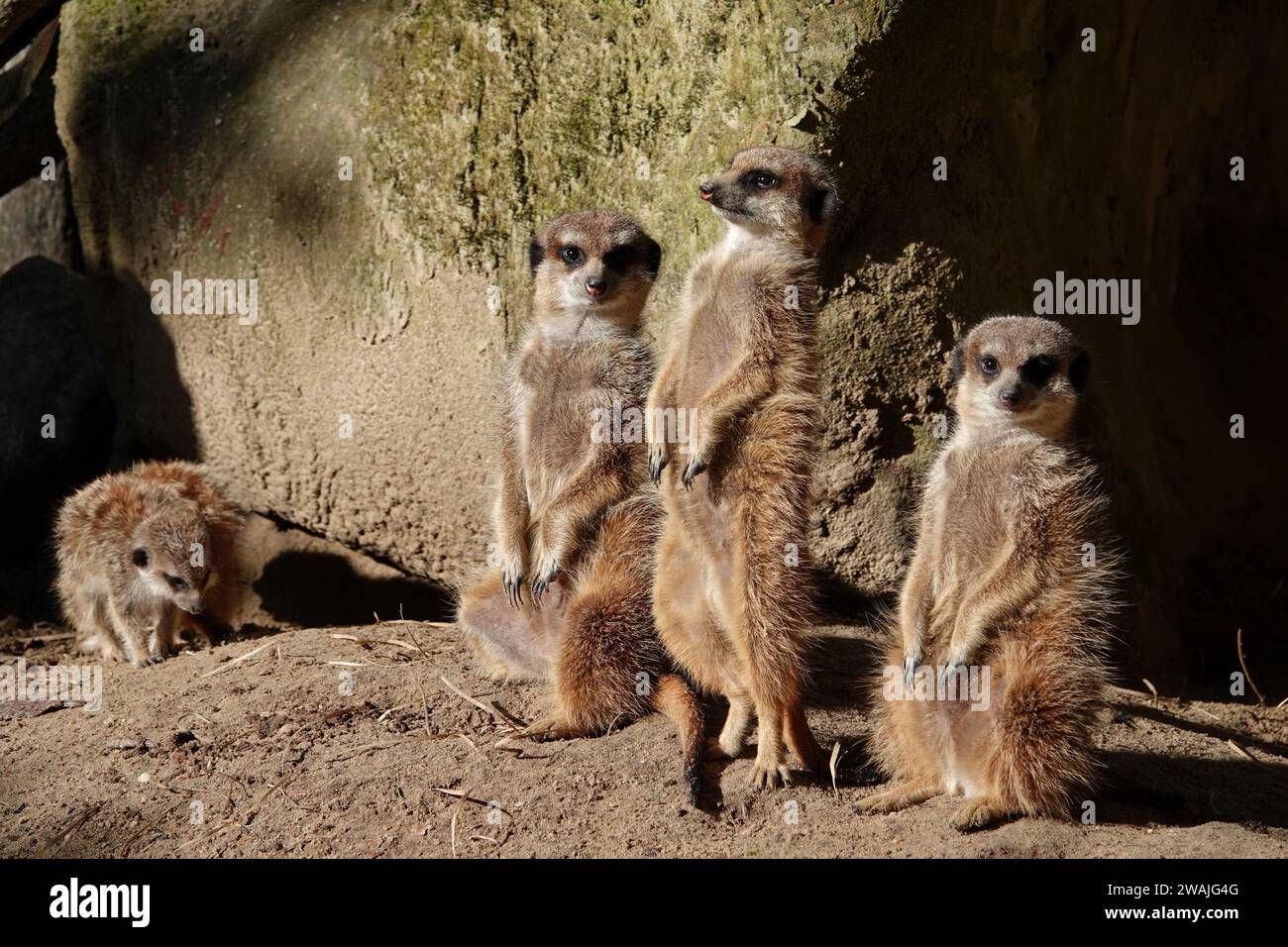 Adorable meerkats of all ages in a zoo enclosure Stock Photo - Alamy