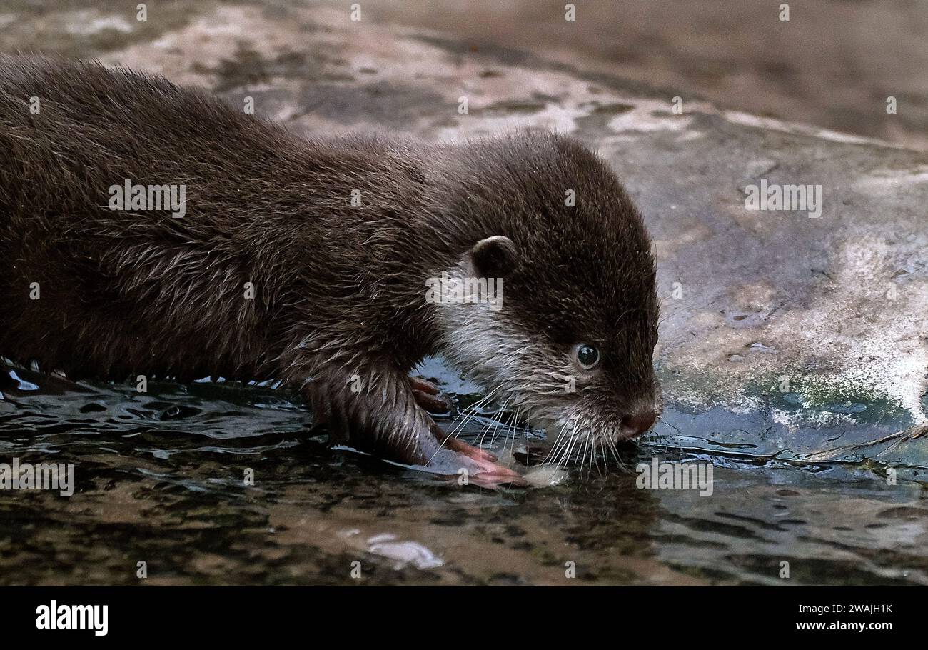 The Asian small-clawed otter, also known as the oriental small-clawed ...