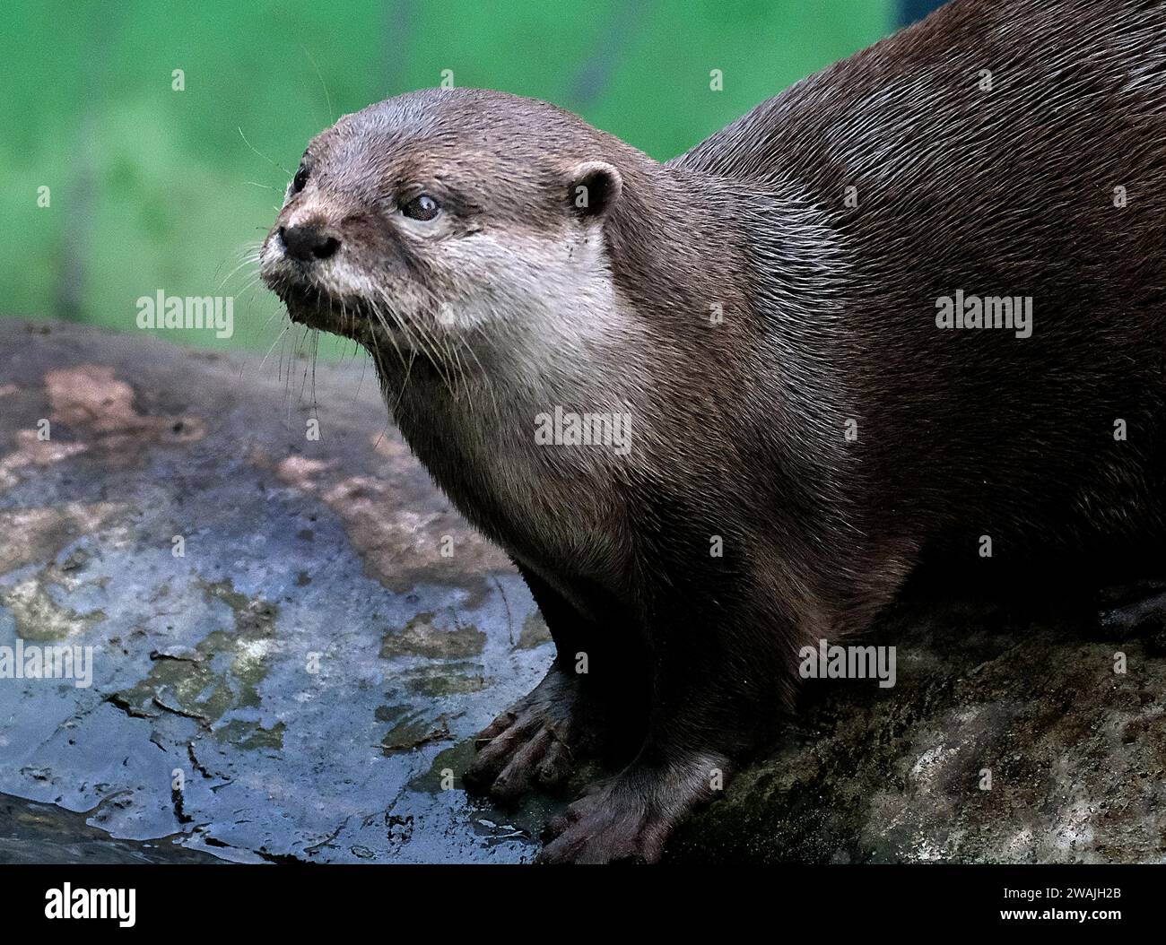 The Asian small-clawed otter, also known as the oriental small-clawed ...