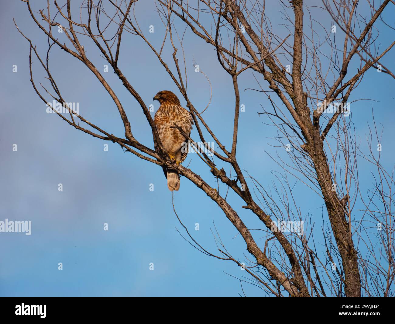 A red-tailed buzzard (Buteo jamaicensis) perched atop a tree branch ...