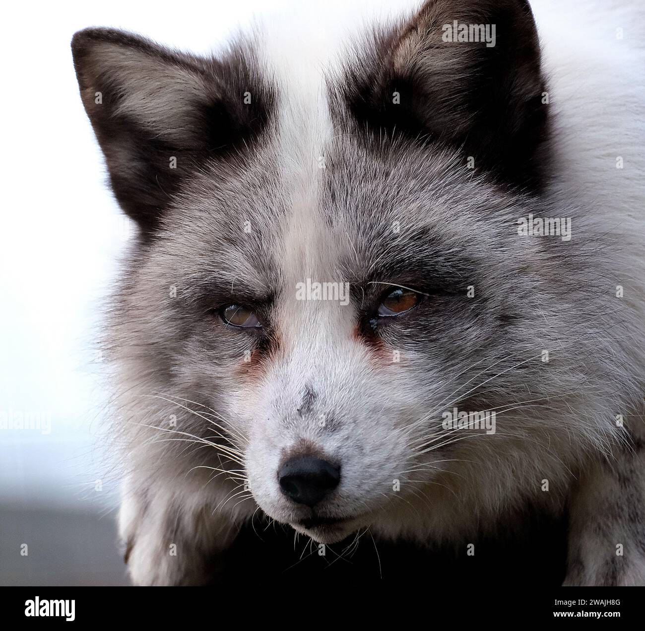 The silver fox, sometimes referred to as the black fox, or blue fox, is ...