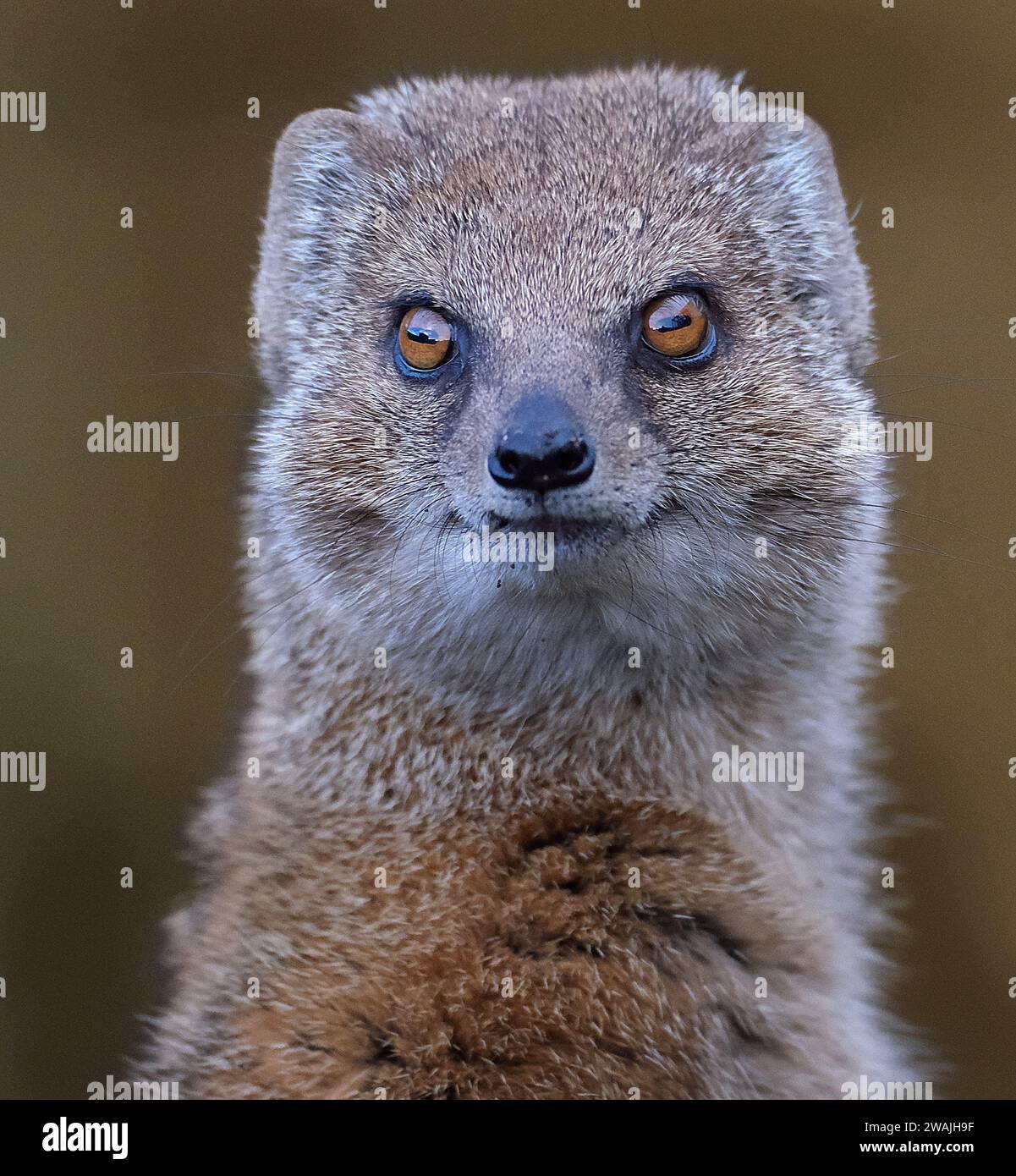 A mongoose is a small terrestrial carnivorous mammal belonging to the ...