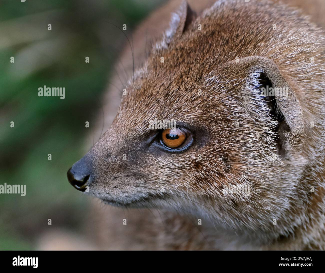 A mongoose is a small terrestrial carnivorous mammal belonging to the ...