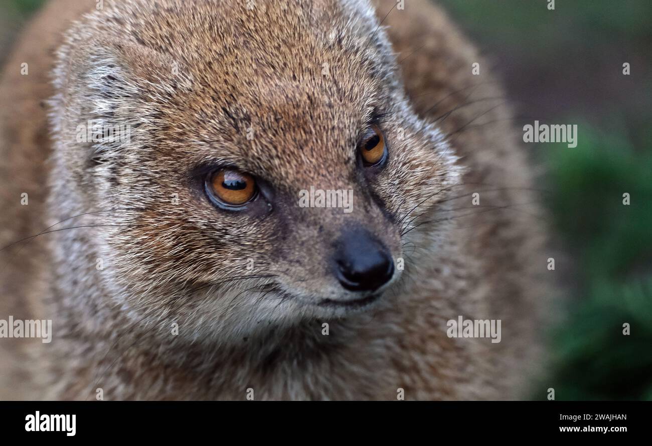 A mongoose is a small terrestrial carnivorous mammal belonging to the ...