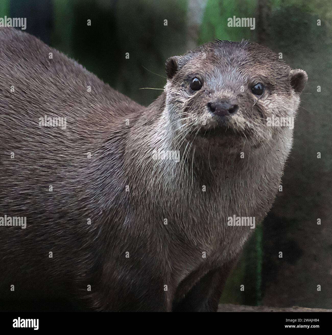 The Asian small-clawed otter, also known as the oriental small-clawed ...