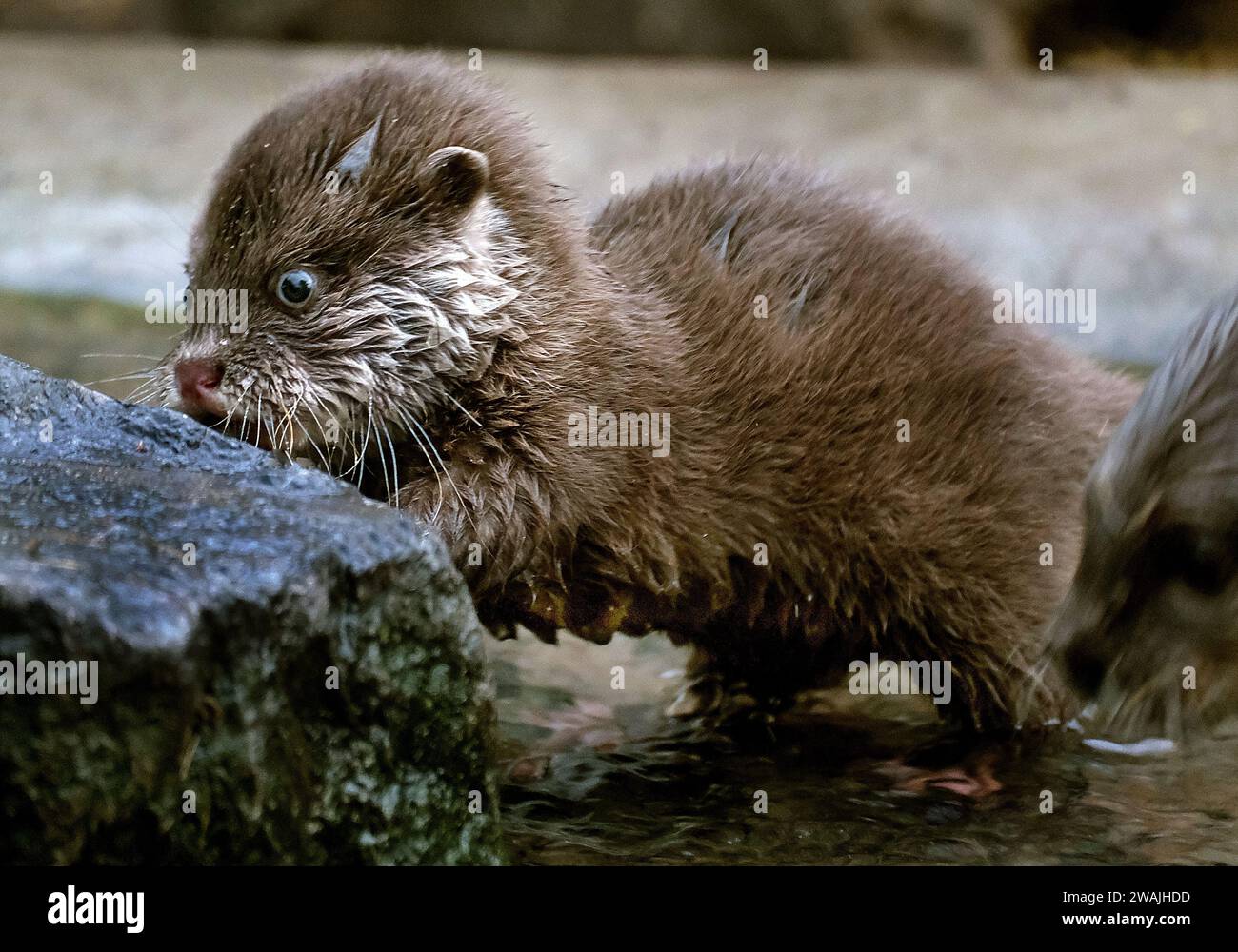 The Asian small-clawed otter, also known as the oriental small-clawed ...