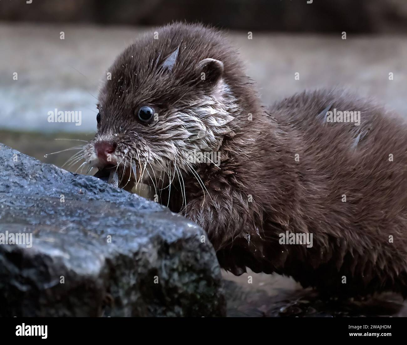 The Asian small-clawed otter, also known as the oriental small-clawed ...