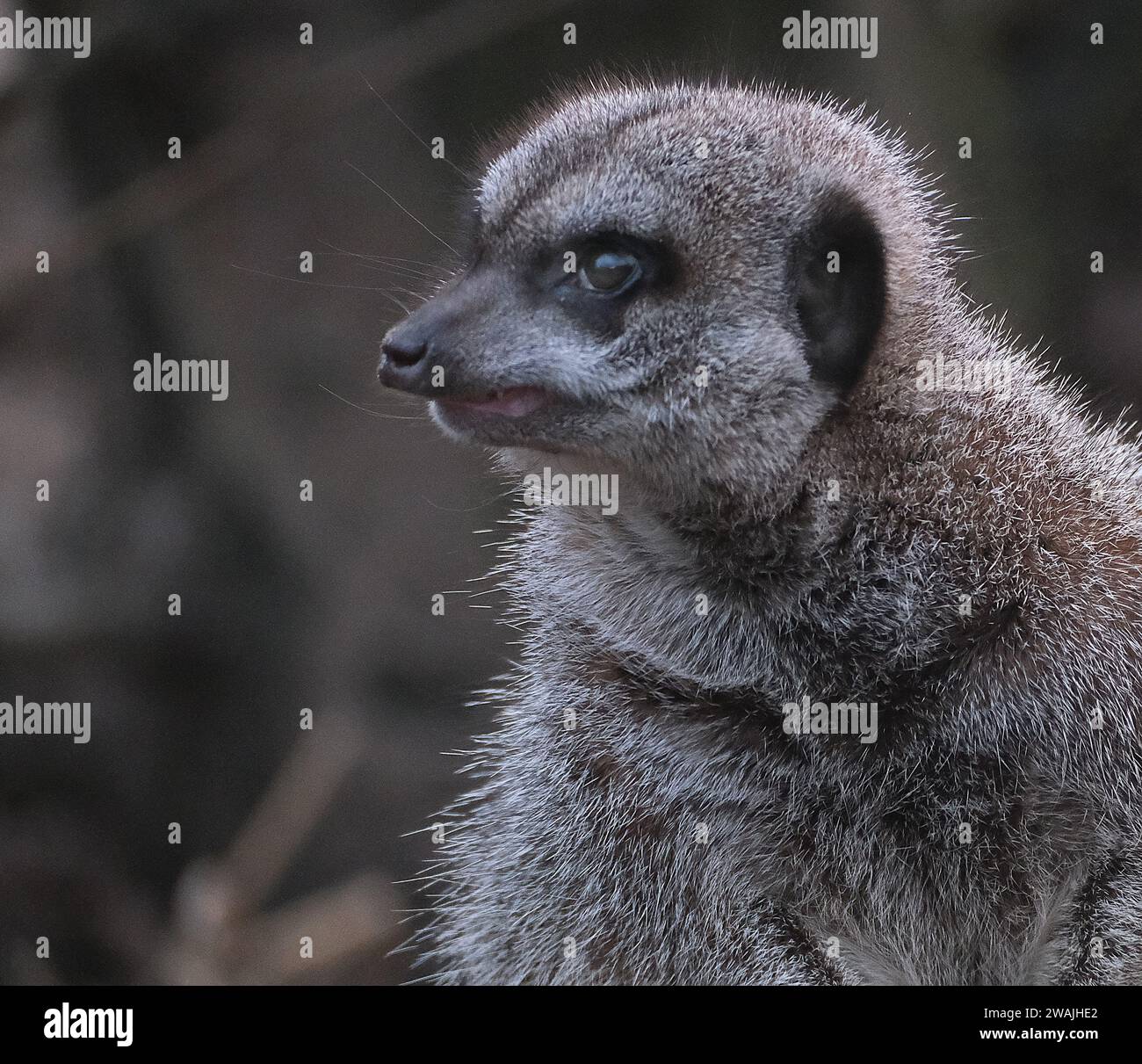 Suricate is a small mongoose hi-res stock photography and images - Alamy