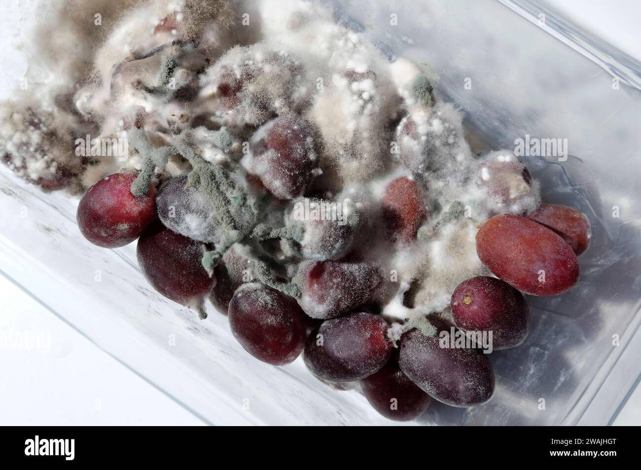 Decaying food hi-res stock photography and images - Alamy