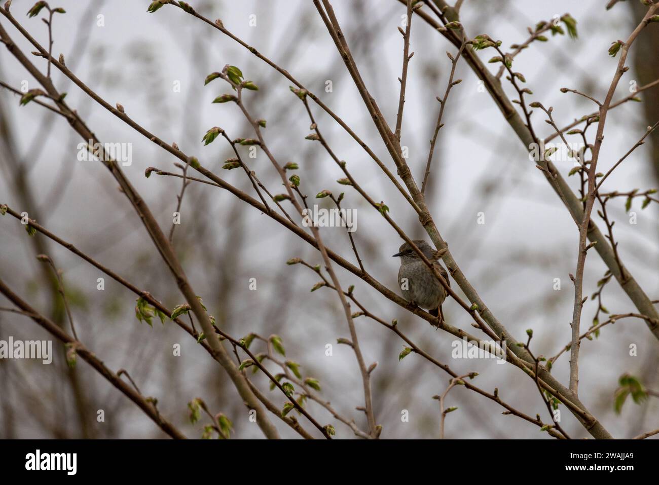 Springs prelude hi-res stock photography and images - Alamy