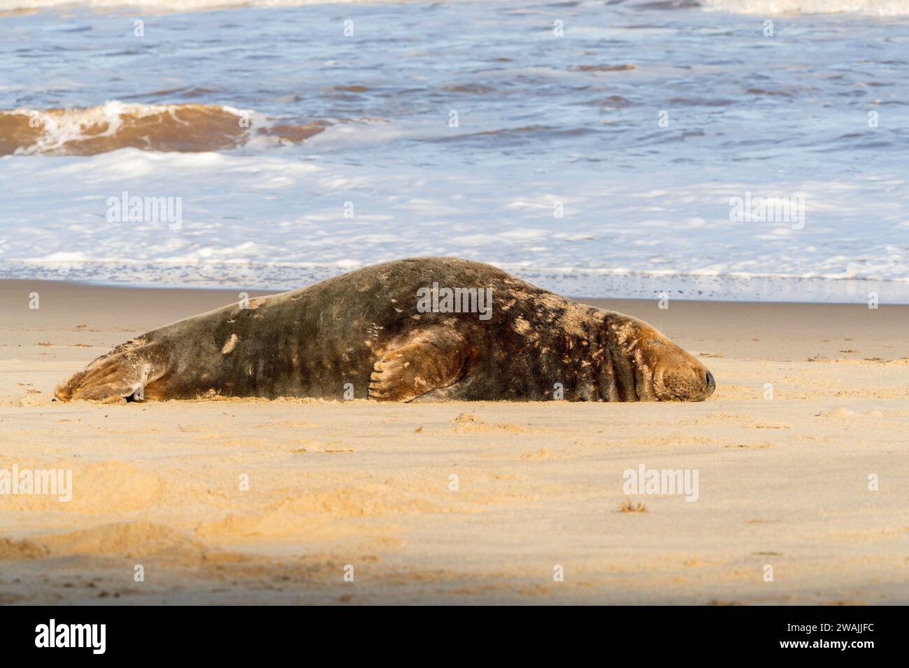 grey seal or gray seal, Halichoerus grypus, single adult bull animal ...