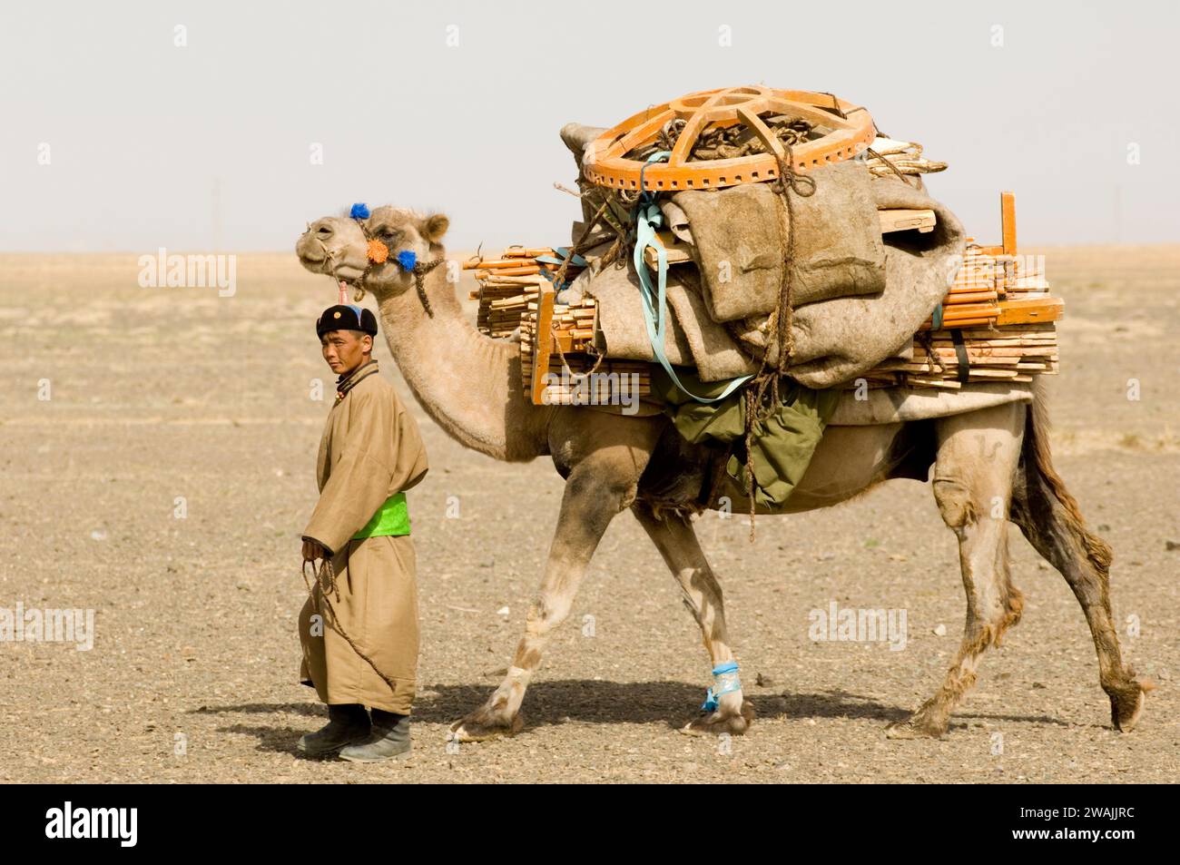 A Gobi desert nomad moves his entire ger (yurt) packed on his camel to ...