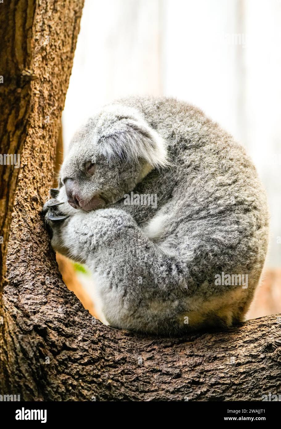 Sleeping koala phascolarctos cinereus hi-res stock photography and ...