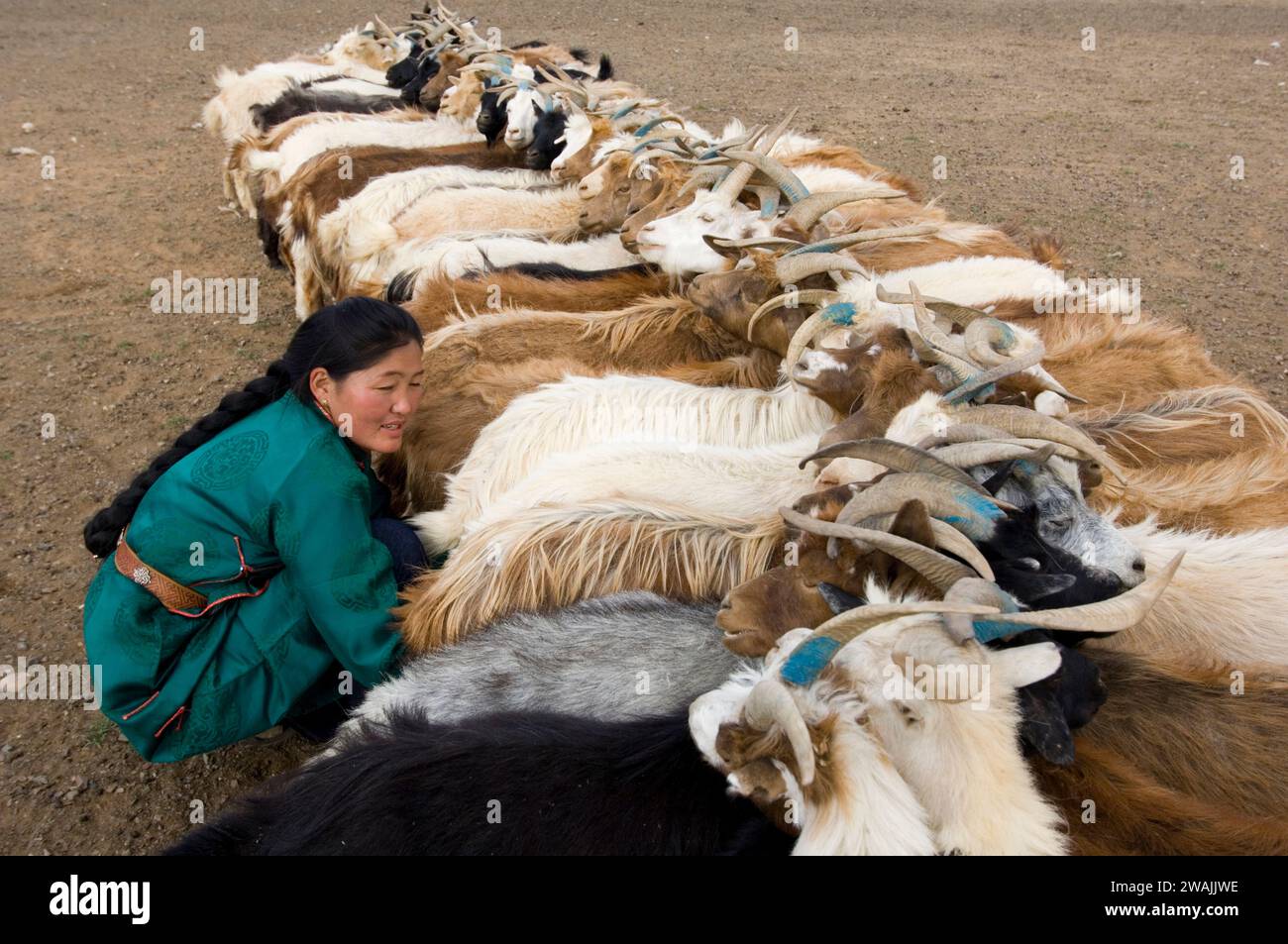 A typical nomadic herding family in the Gobi desert rounding up their ...