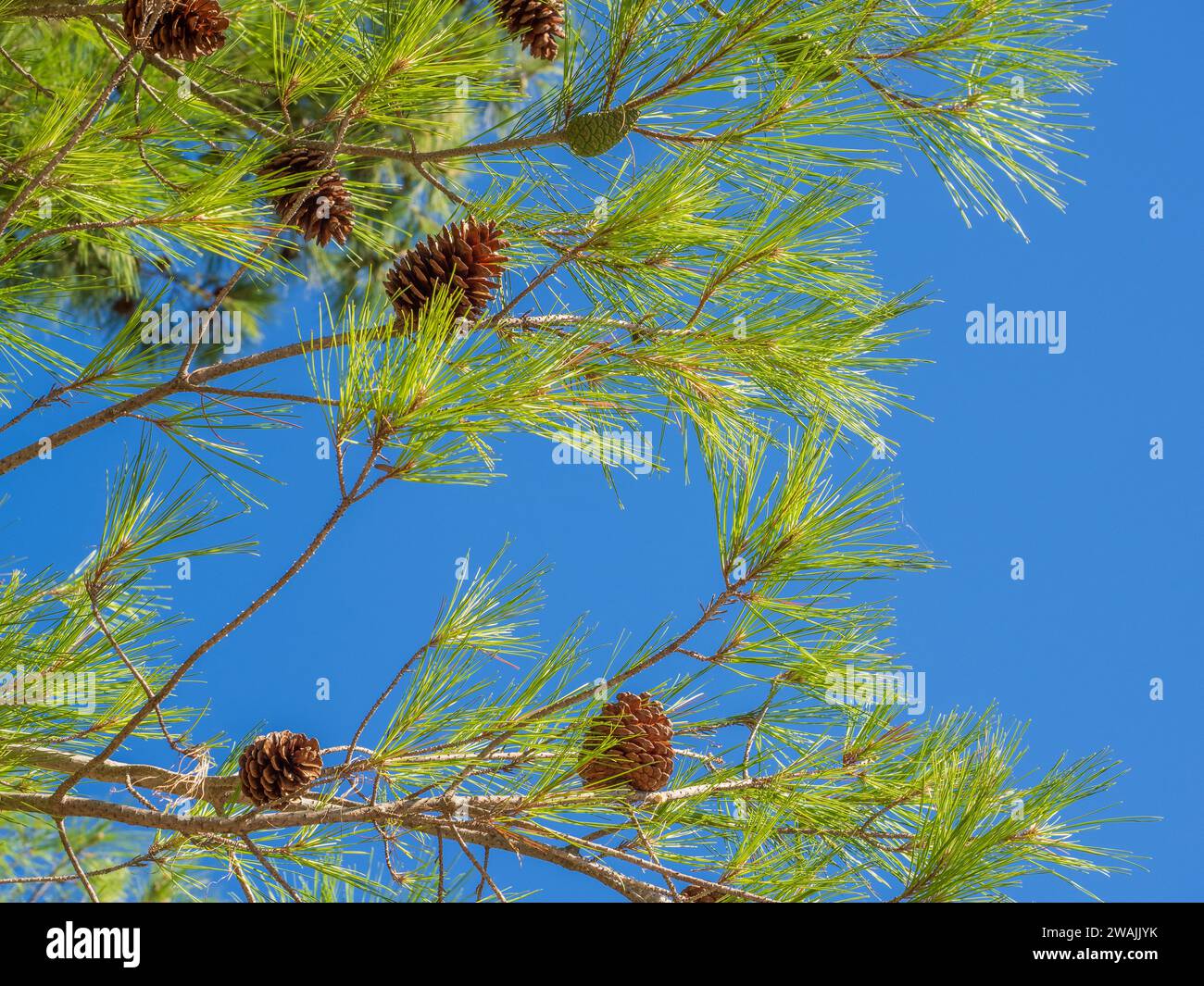 Pine cones on japanese hi-res stock photography and images - Alamy