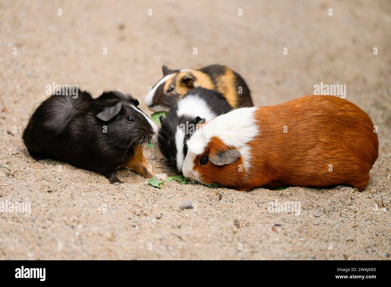 Guinea pigs group hi-res stock photography and images - Alamy
