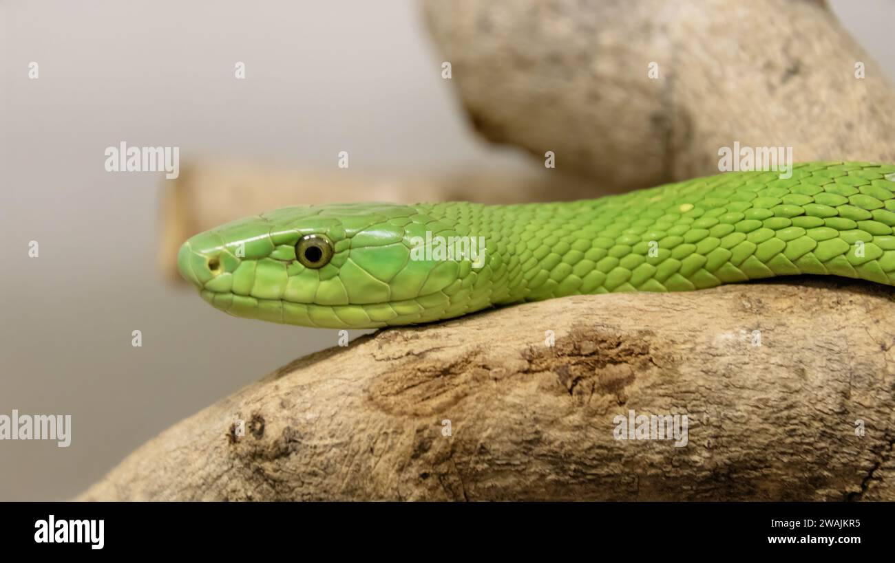 A close-up of a green mamba (Dendroaspis viridis) snake atop a rock ...