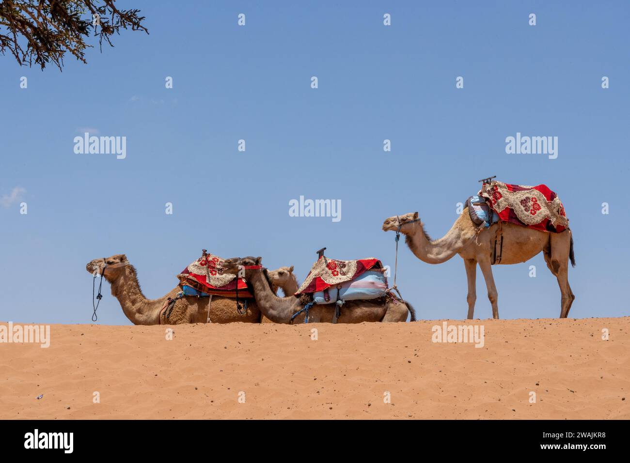 Three camels on a sand dune in the desert. High quality photo. Ready for a ride. Travel Stock ...