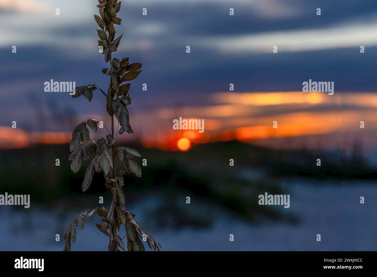 A closeup of a single plant against the setting sun Stock Photo - Alamy