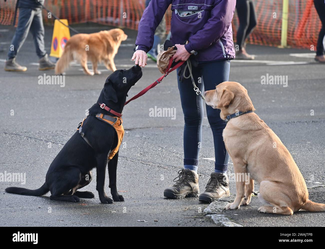Pair of labrador retrievers at the New Year's Day Meet of the Heythrop ...