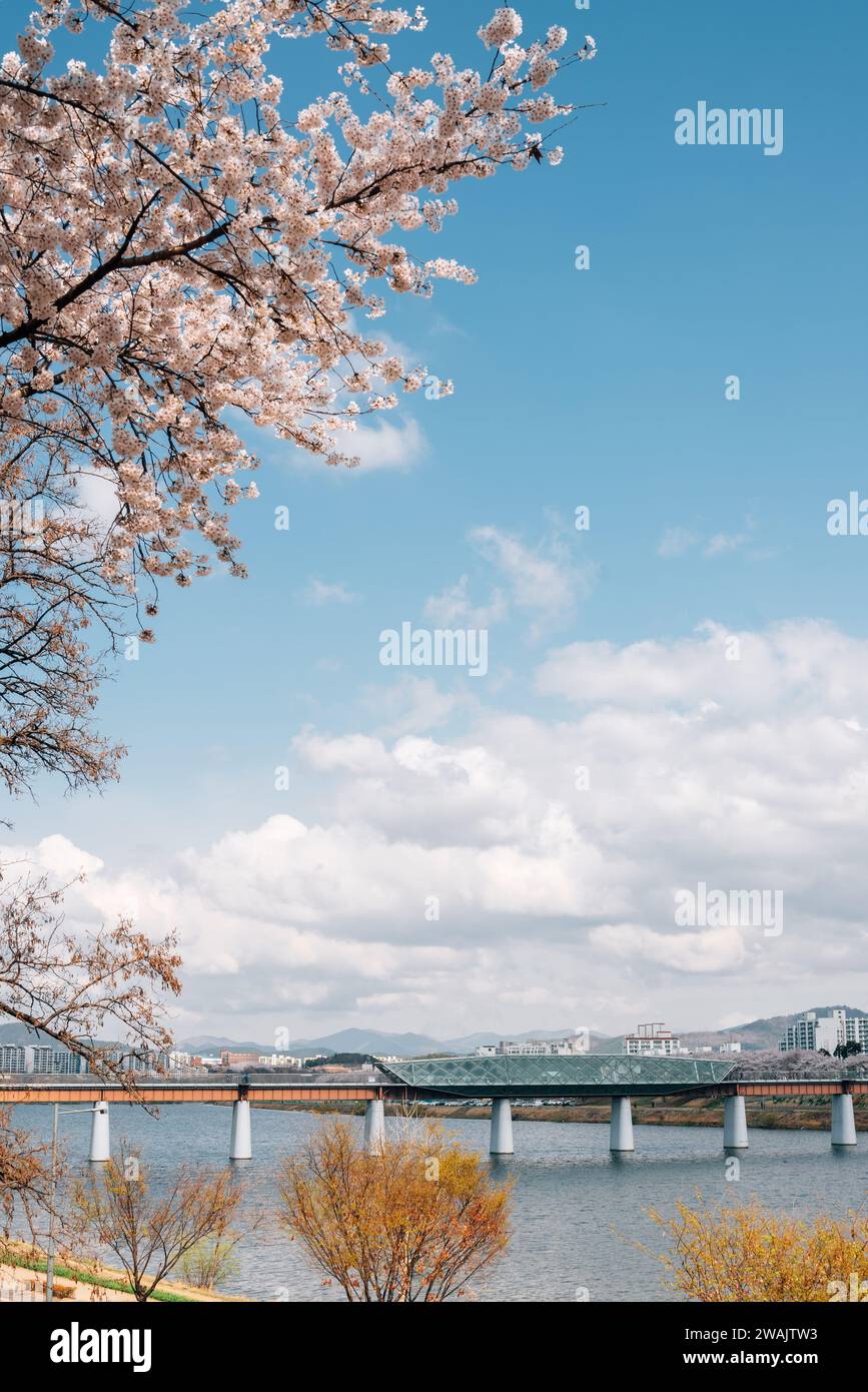 Ayang bridge and riverside park with cherry blossoms in Daegu, Korea ...