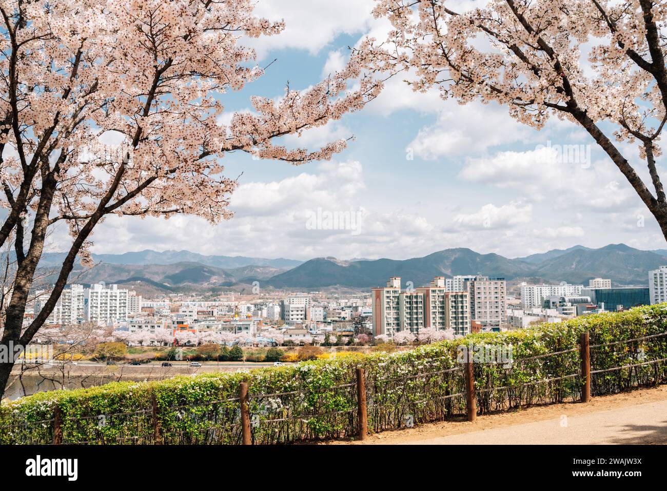 Panoramic view of Dongchon riverside park and city with cherry blossoms ...