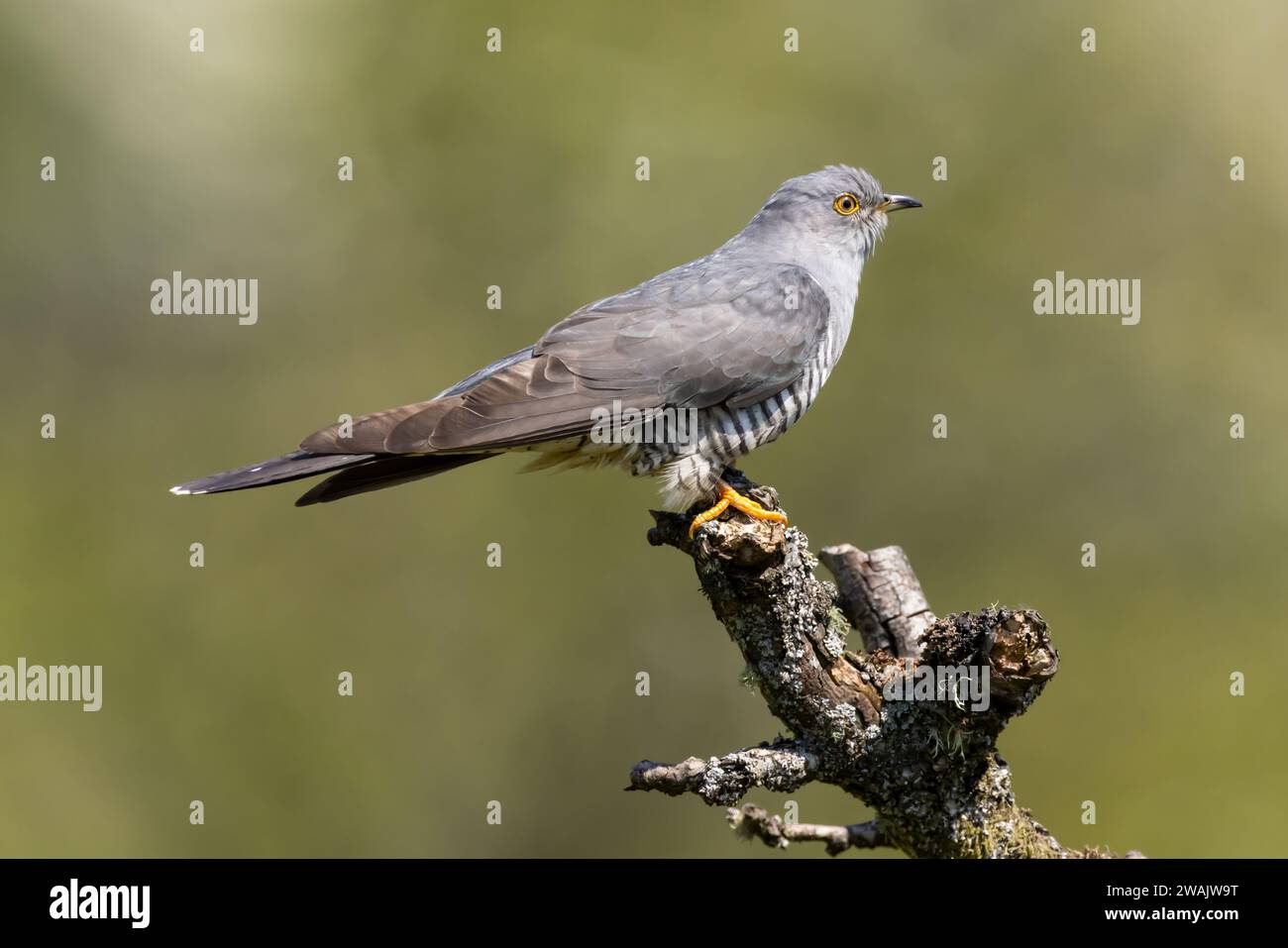 Cuckoo on tree hi-res stock photography and images - Alamy