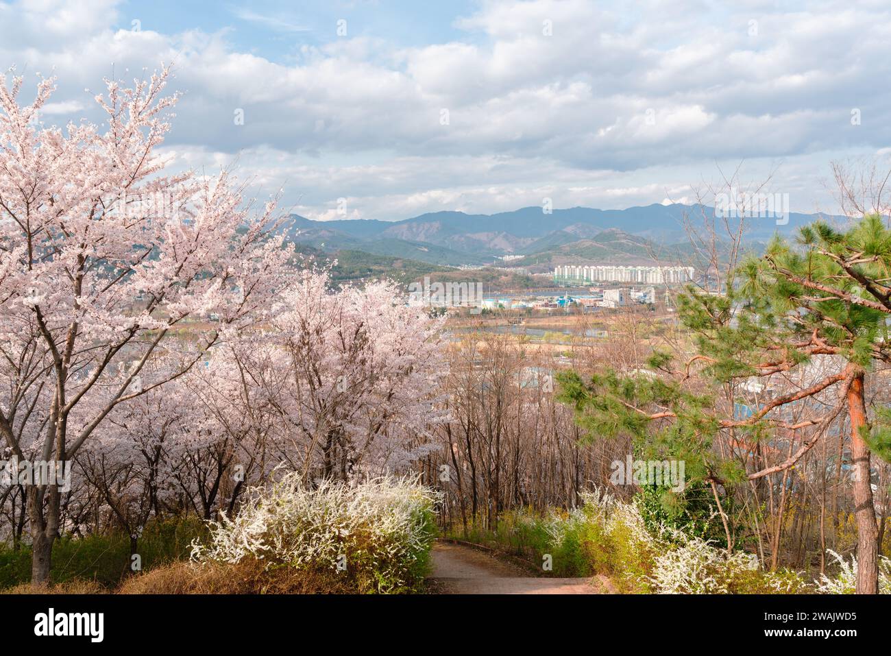 Panorama beautiful pink cherry blossoms hi-res stock photography and ...